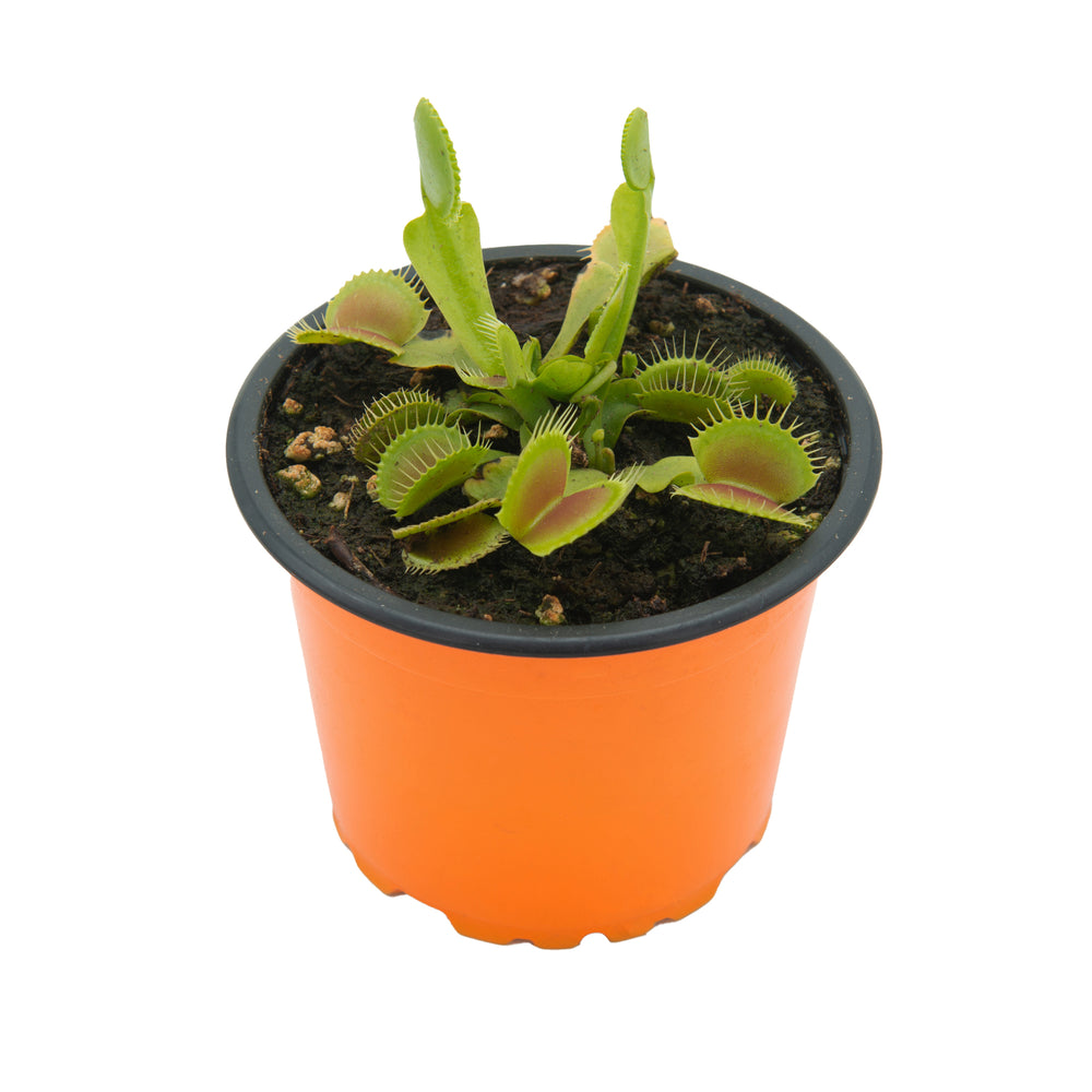 Venus Flytrap - Shop Carnivorous Plants | Jozi Carnivores